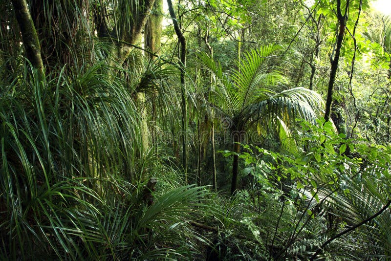 African savannah stock image. Image of vegetation, flora - 3008219