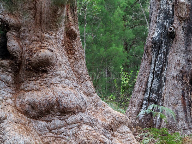 Kauri Tree in Waipoua Forest in New Zealand Stock Photo - Image of ...