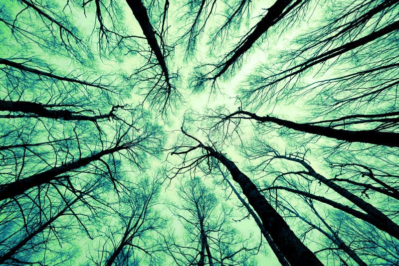 Forest stock photo. Image of bark, mcbride, mountains - 3004032