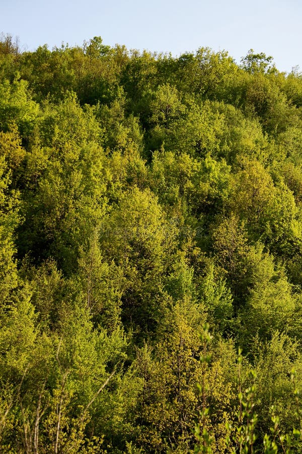 Shady forest stock photo. Image of shadow, green, woods - 2778452