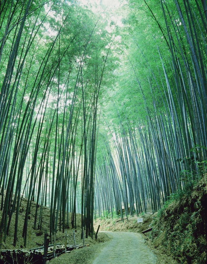 Sea of quakies stock photo. Image of blue, closeup, aspen - 25758