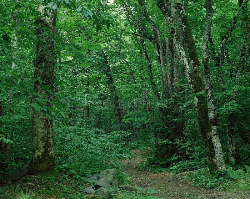 Forest stock image. Image of mountain, environment, tourism - 333077