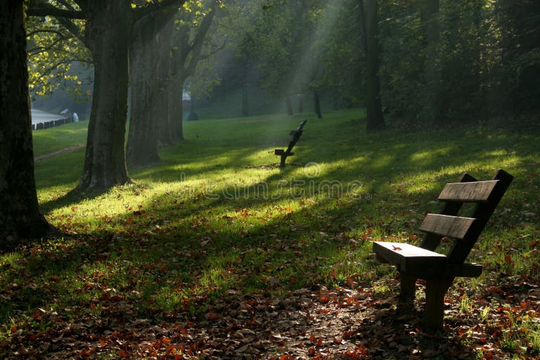 704 Mistic Forest Landscape Stock Photos - Free & Royalty-Free Stock ...