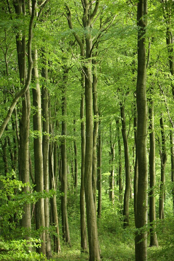 Dense Forest Beech Tree Grove Stock Image - Image of uninhabited, fagus ...
