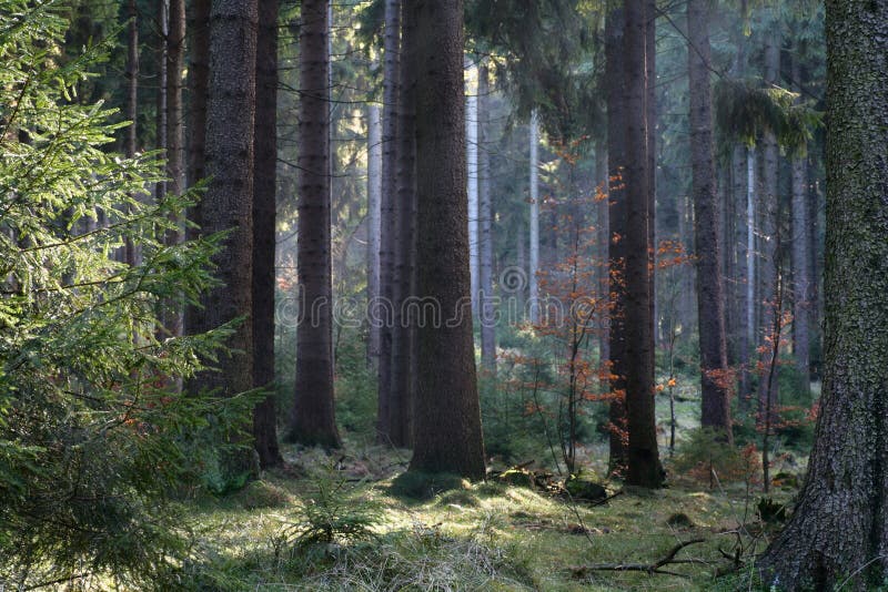 Shady forest stock photo. Image of shadow, green, woods - 2778452