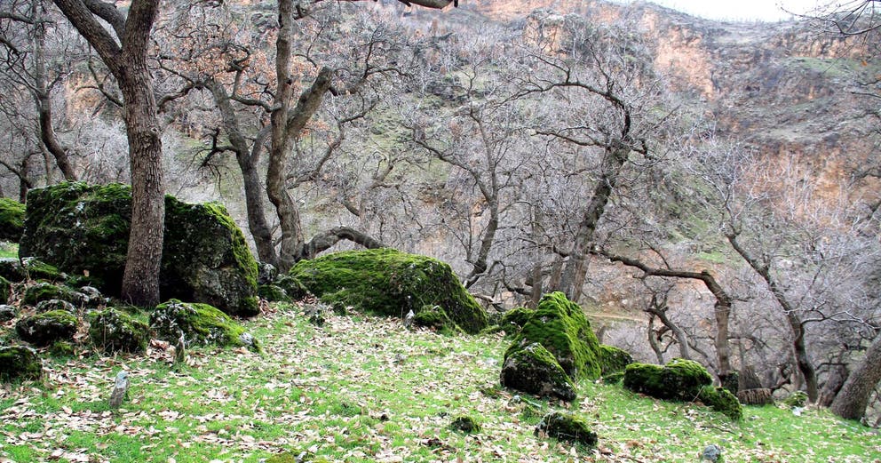 230 Kurdistan Forest Stock Photos - Free & Royalty-Free Stock Photos ...