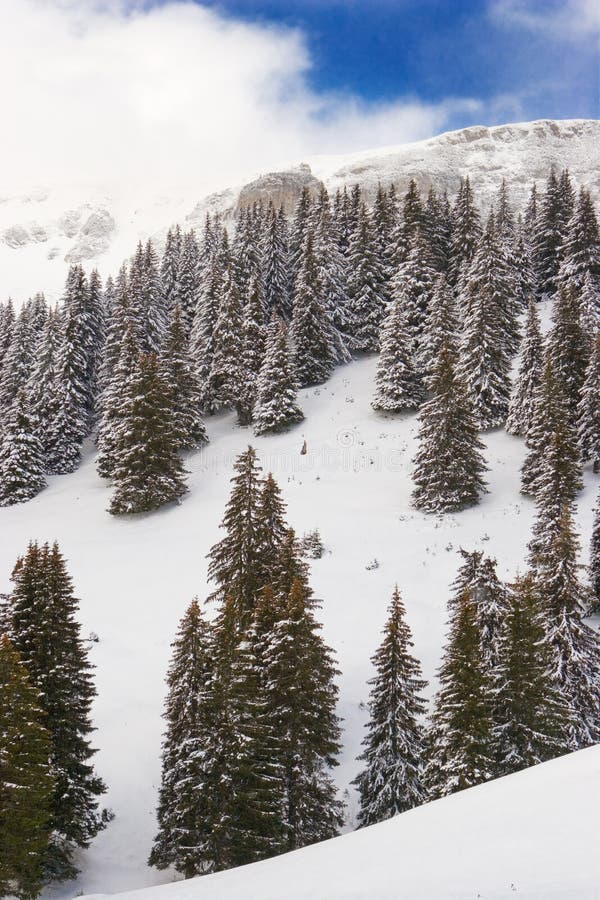 Forest stock image. Image of rest, peaceful, resorts, landscapes - 3888573