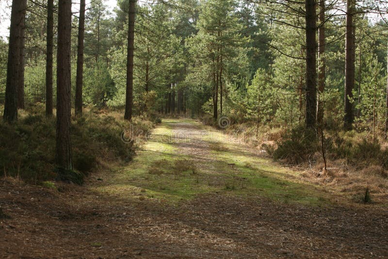 Forest stock photo. Image of plants, green, forest, woods - 4615856