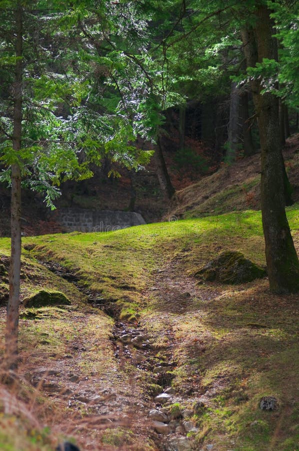 Forest stock image. Image of sloped, forest, foliage, hillside - 4901387