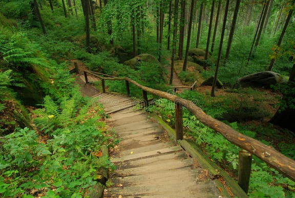 Forest stock image. Image of high, saxony, germany, trail - 6334235