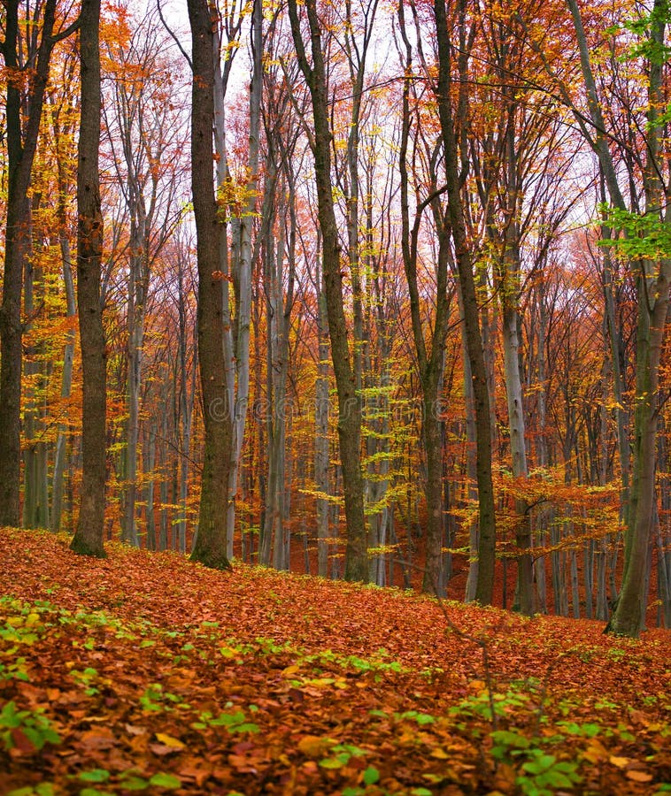 Fall forest colors stock photo. Image of landscape, autumnal - 7107396