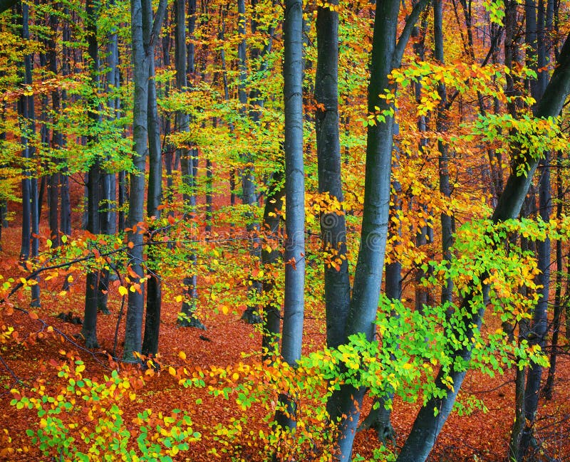 Fall forest colors stock photo. Image of trees, leaf, bright - 7107408