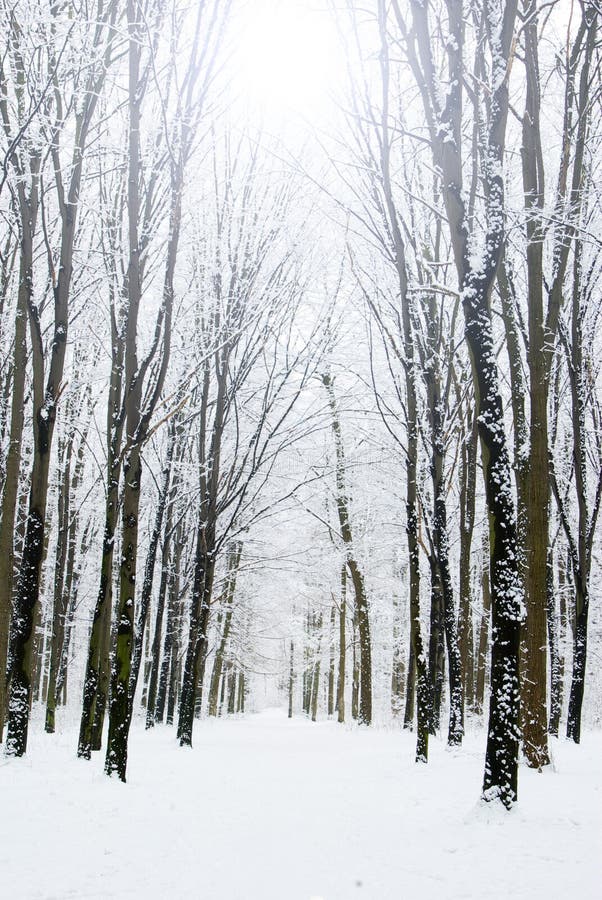 Forest Free Stock Photos & Pictures, Forest Royalty-Free and Public ...