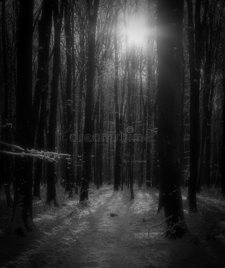 Dark Forest with Infinite Trees Stock Image - Image of landscape ...