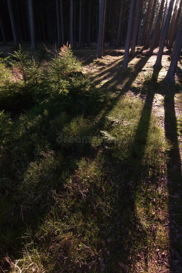 Forest stock photo. Image of grass, setting, shadow, natural - 8666948