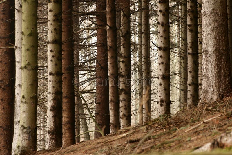 In the forest stock photo. Image of shape, lines, rural - 870316