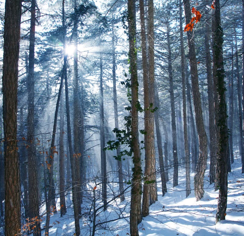 Wintry forest stock image. Image of winter, wintertime - 12484553
