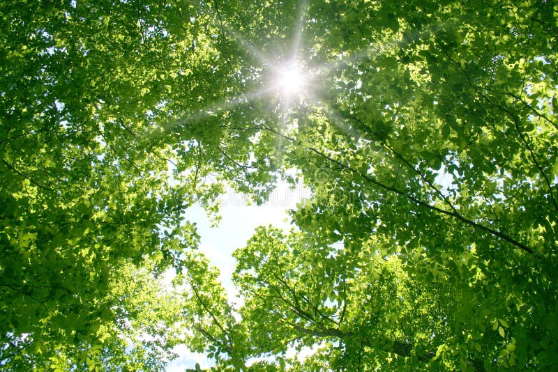 Sun through leaves stock photo. Image of bright, foliage - 29837418