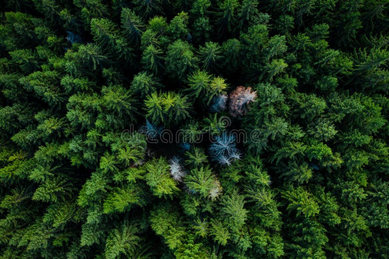 Forest from above stock photo. Image of scenic, color - 157716578