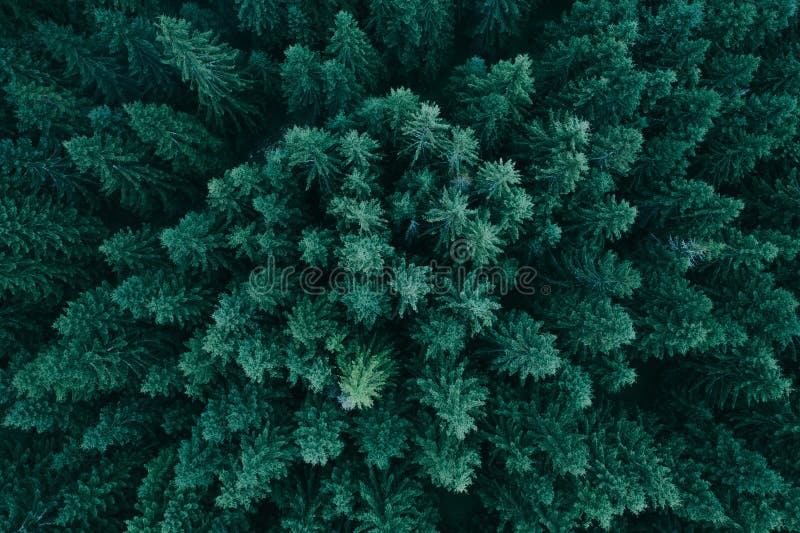 Forest from above stock photo. Image of conifer, forest - 172515260