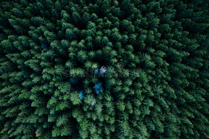 Forest seen from above stock image. Image of green, jungle - 7030905