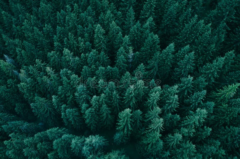 Forest from above stock photo. Image of conifer, forest - 172515260
