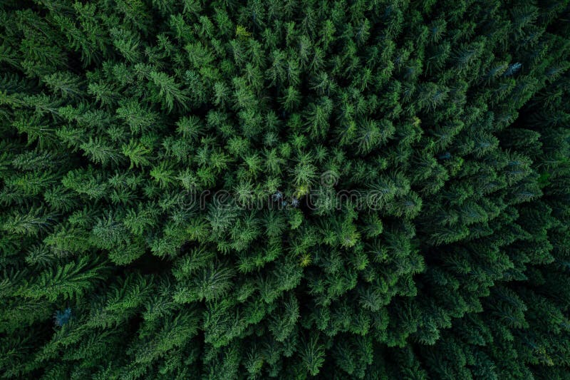 Forest from above stock photo. Image of beautiful, morning - 172515266