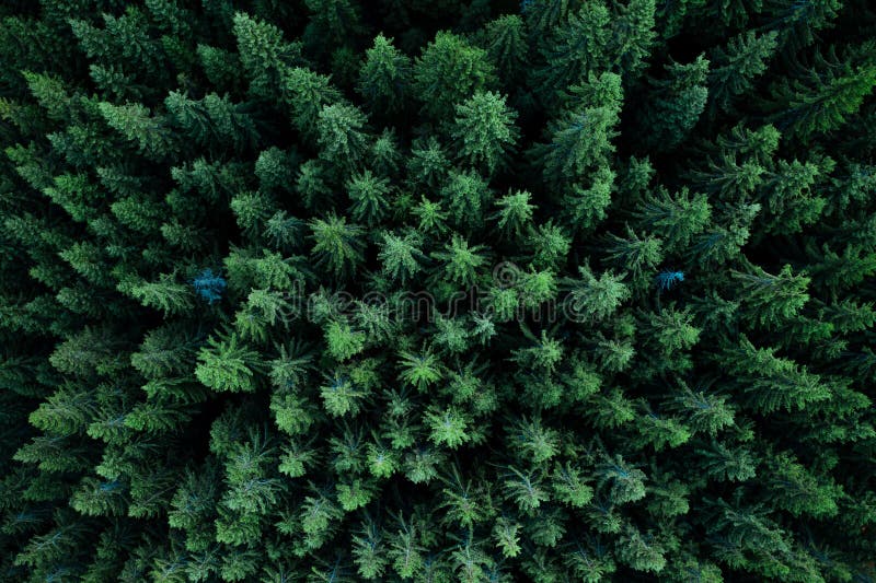 Forest from above stock photo. Image of color, panorama - 172515290