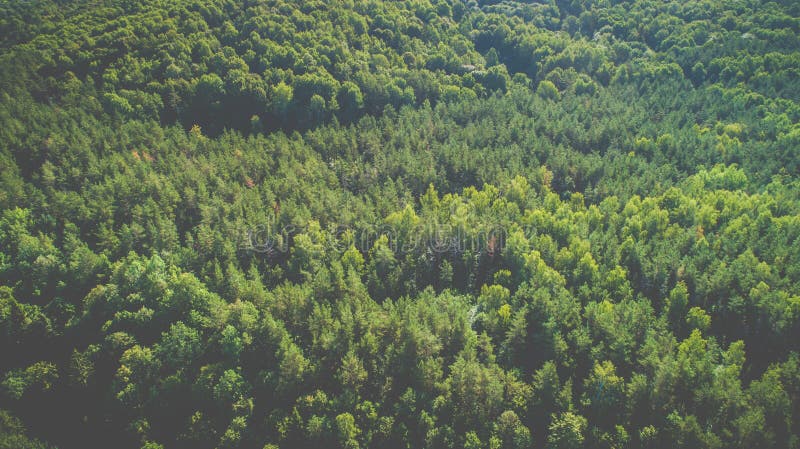 Forest from Above in Summer Stock Image - Image of pine, lithuania ...
