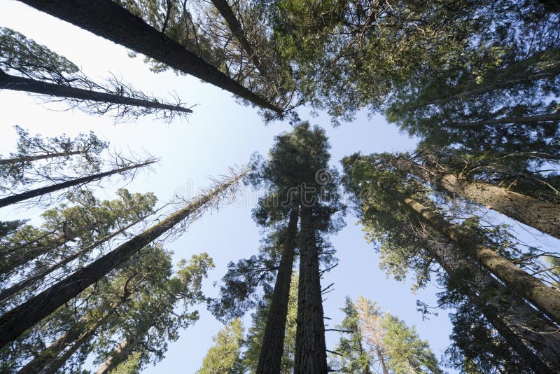 Forest Above Wide Angle stock image. Image of evergreen - 9936849