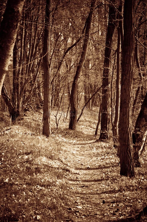 Forest stock photo. Image of trees, sepia, path, woods - 84003128