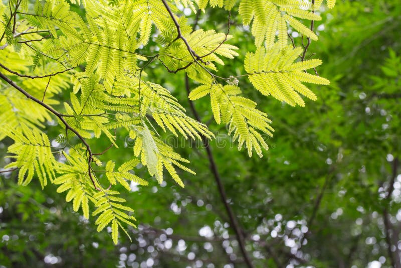 Forest of acacia trees stock photo. Image of closeup - 31485288