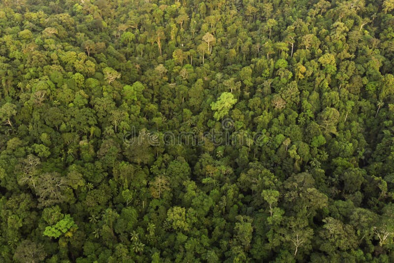 Forest aerial view stock photo. Image of leaf, wild - 254127866