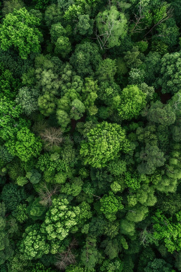 Forest Aerial View stock image. Image of countryside - 375228217