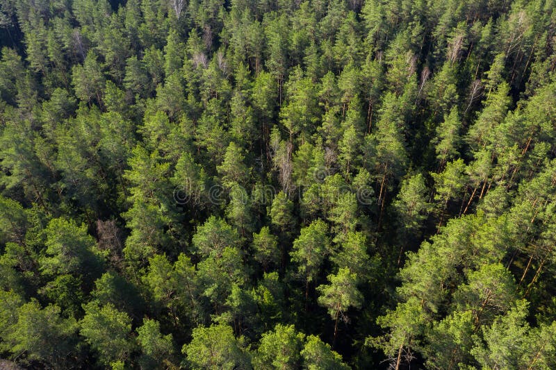 Forest Aerial View. Pine Trees in Forest Shot from Drone Stock Photo ...