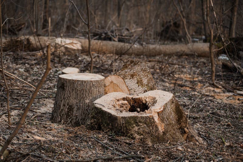 Forest Aftermath: Stumps and Logs in a Fallen Timber Landscape Stock ...