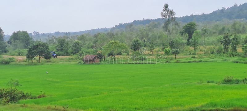 Forest and agriculture stock image. Image of plain, agri - 257467857