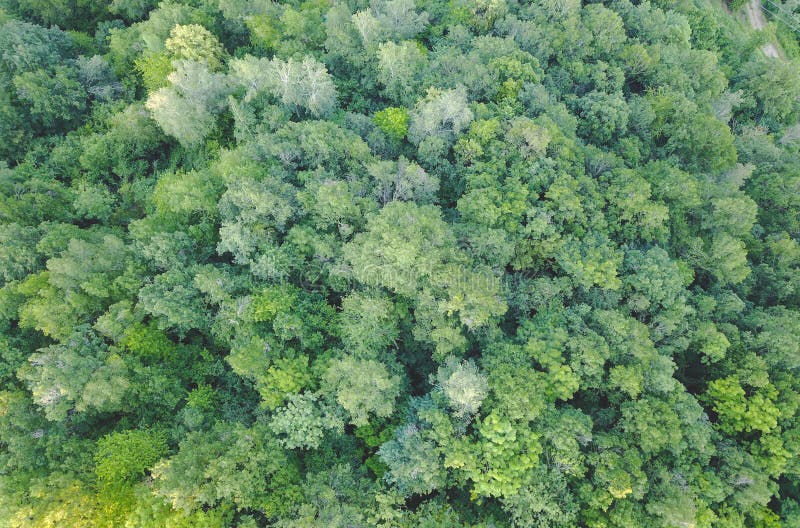 Forest from the air stock photo. Image of summer, leaves - 125322174