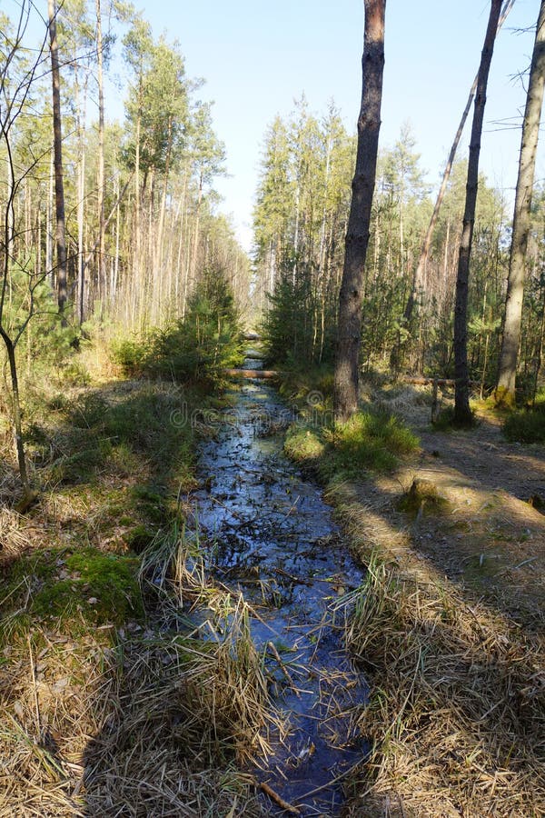 Forest Aisle with a Little Creek Stock Photo - Image of aisle, creek ...