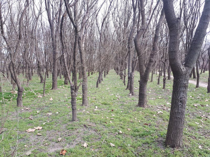 Forest Of Aligned Pines, Tuscany (Italy). Stock Image - Image of ...
