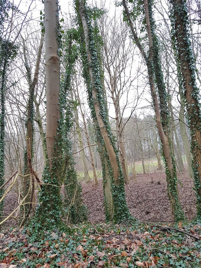 Forest Alignment stock image. Image of wood, alignment - 109771721