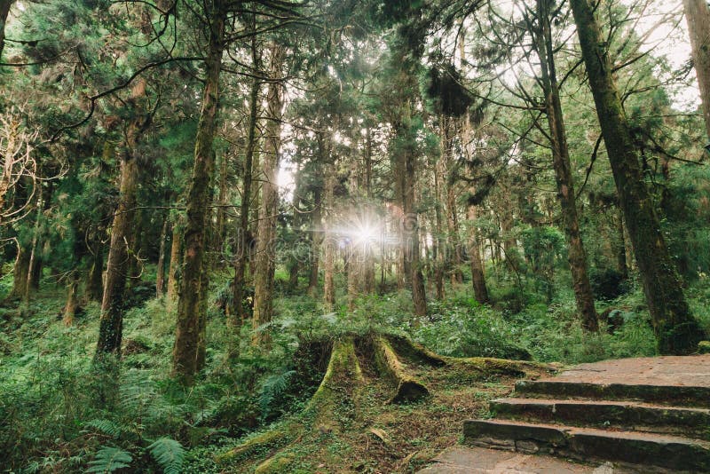Forest in Alishan Taiwan,taichung Stock Photo - Image of design ...