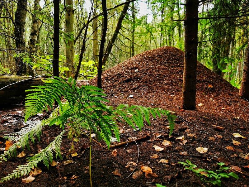 Forest is alive stock image. Image of soil, sunlight - 374748391