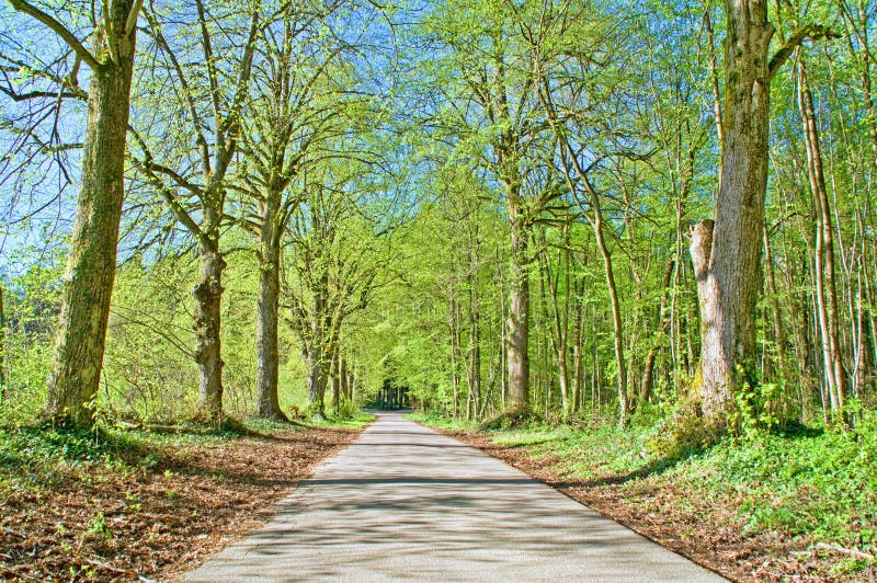 Forest alley stock photo. Image of springtime, spring - 19257662