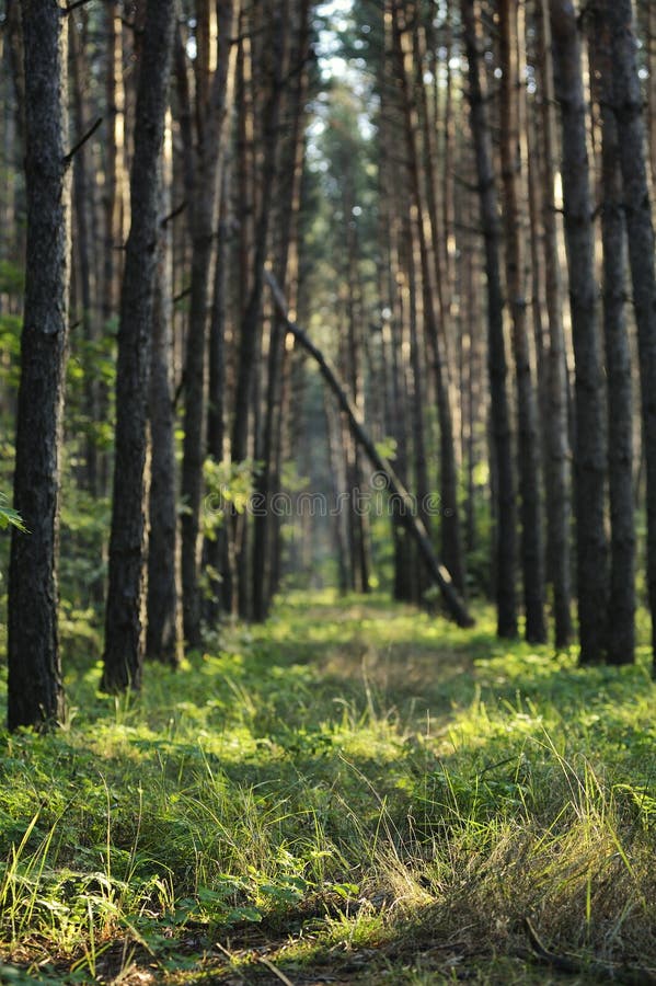 Natural Alley of More Trees Stock Image - Image of country, vacation ...