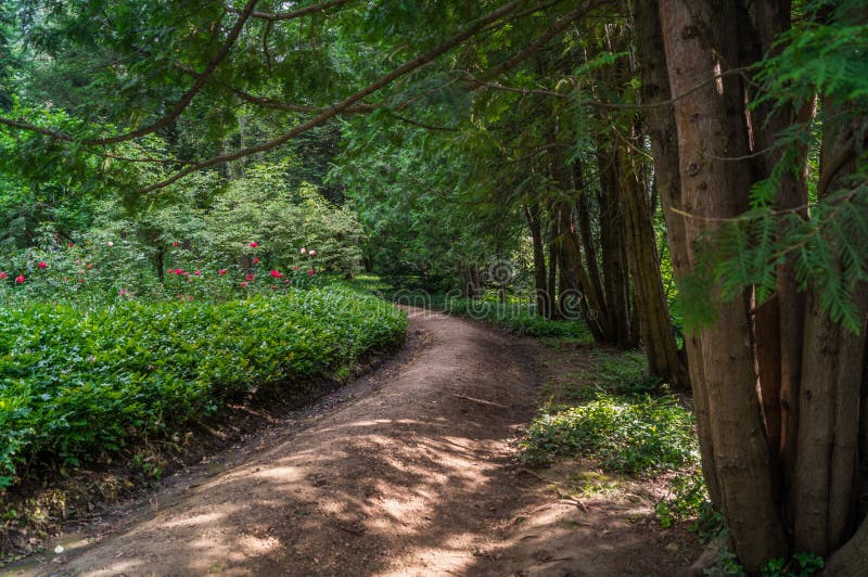 Forest alley stock photo. Image of light, colorful, leaf - 84732566
