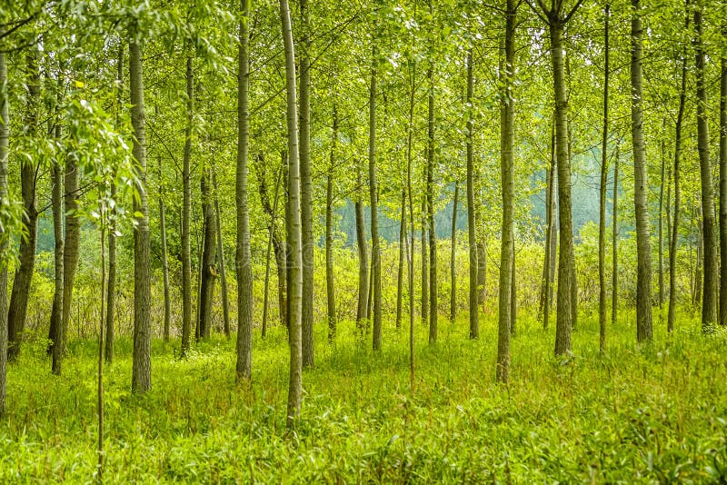 Forest Along the Danube River in Summer Stock Image - Image of bright ...