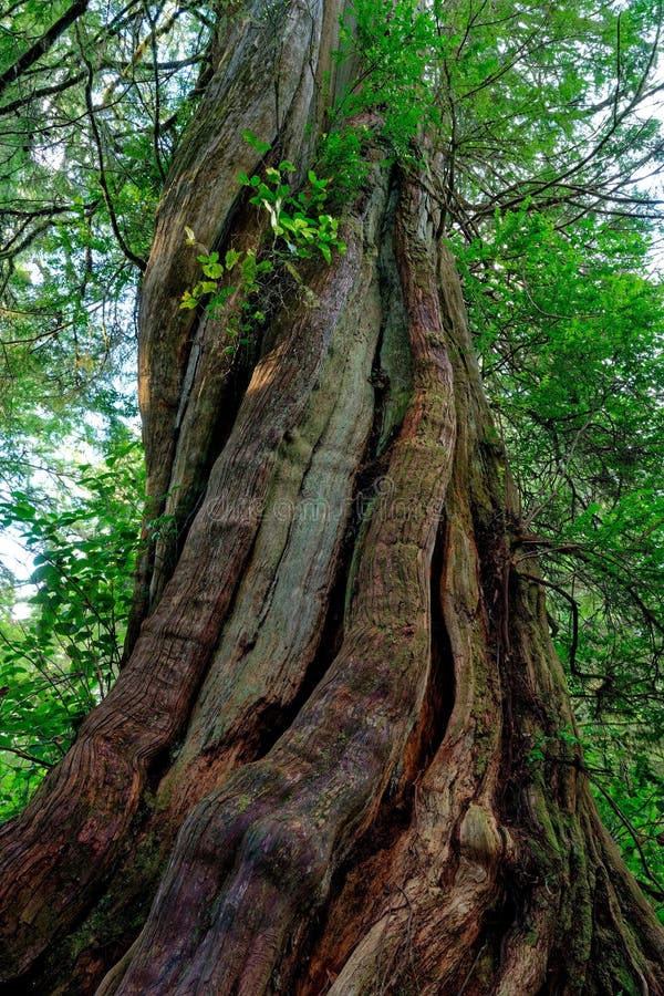 Old Growth Forest Along the Wild Pacific Trail, Ucluelet, BC, Canada ...