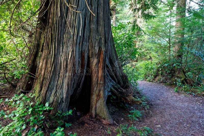 Old Growth Forest Along the Wild Pacific Trail, Ucluelet, BC, Canada ...