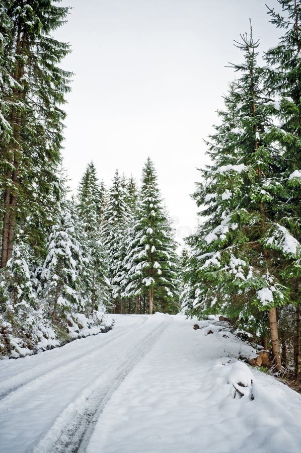 Forest in the Alps stock photo. Image of pine, forest - 17387180